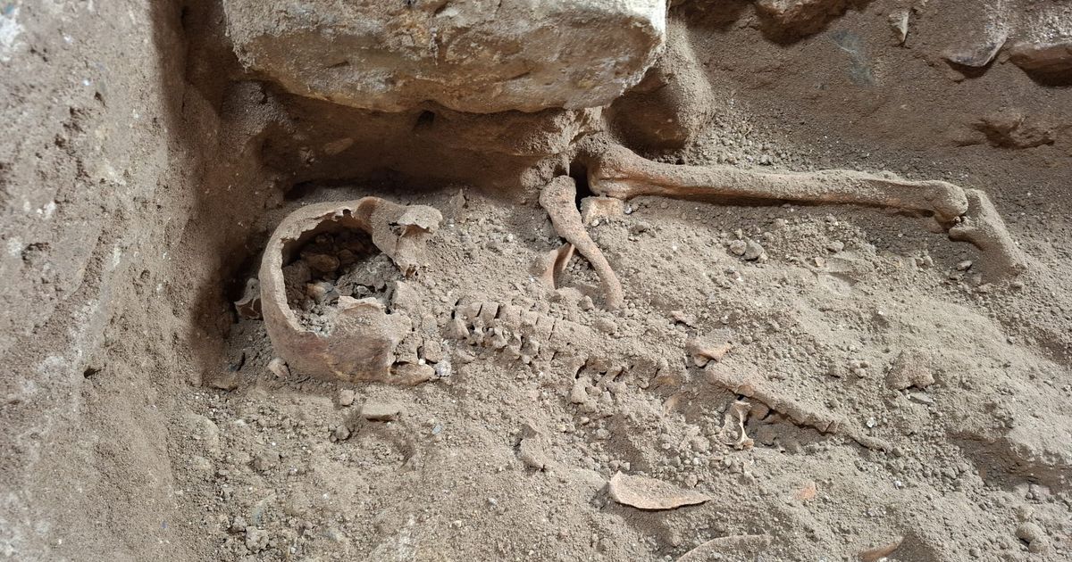 Identificatie d'Artagnan: dit weten de onderzoekers tot nu toe - L1 Nieuws