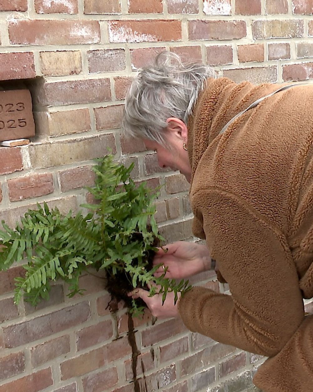 Nu al groene plantjes in voegen van nieuwe kademuur, maar dat is juist ...