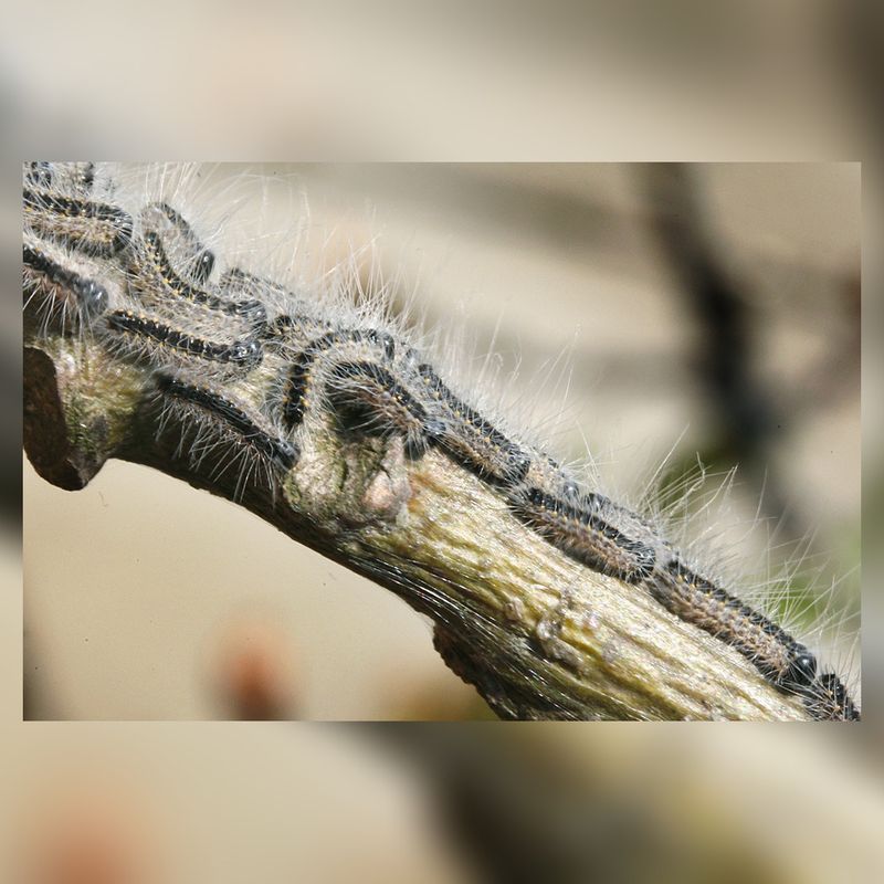 Veel nesten eikenprocessierups - Omrop Fryslân