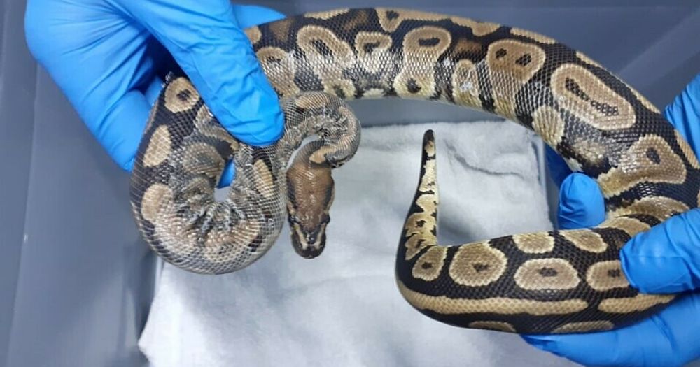 Bijzondere vondst tijdens opruimwoede: koningspython naast koelkast ...