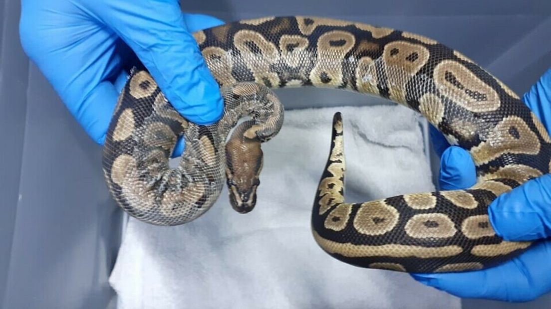 Bijzondere vondst tijdens opruimwoede: koningspython naast koelkast ...