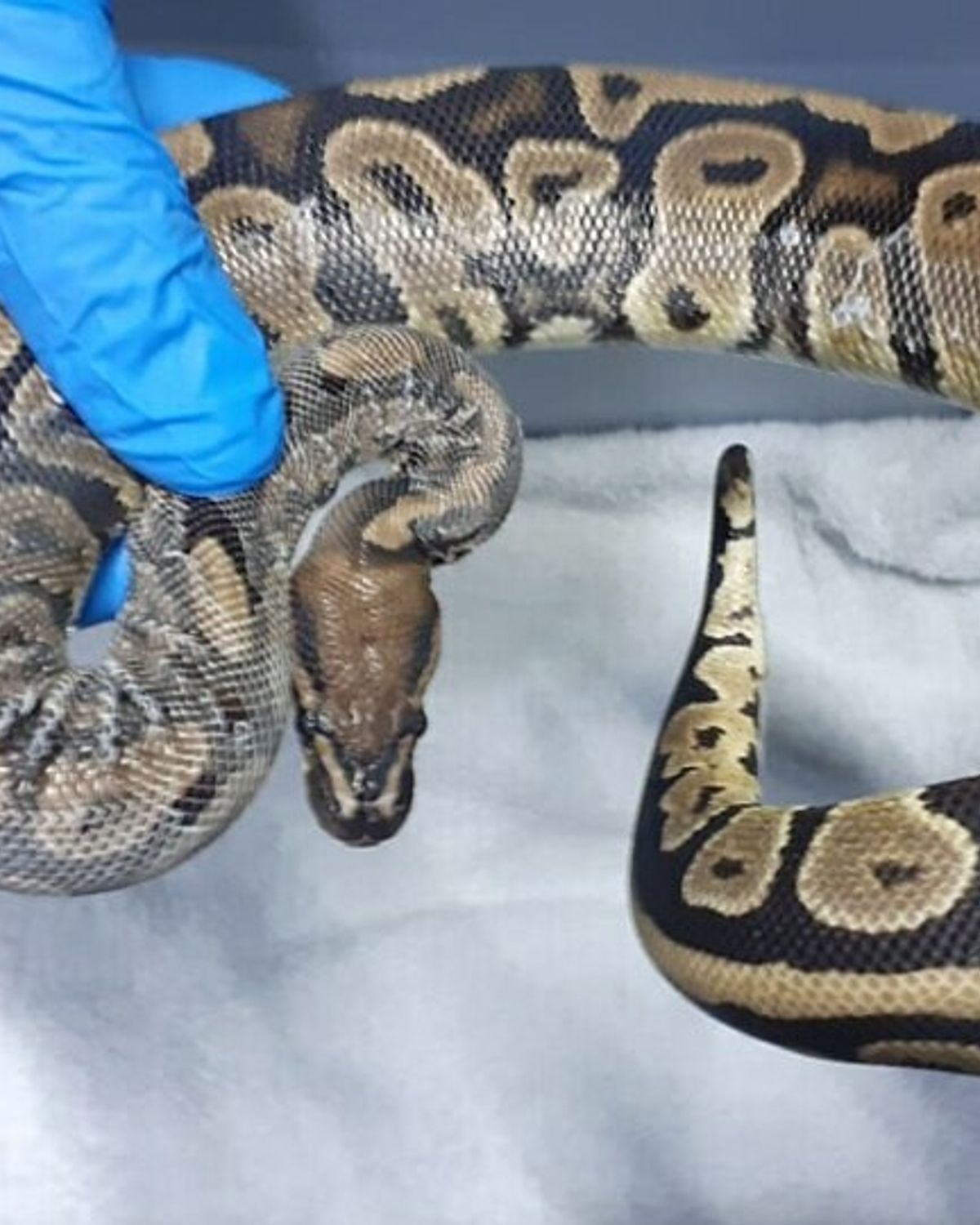 Bijzondere vondst tijdens opruimwoede: koningspython naast koelkast - Omroep Zeeland