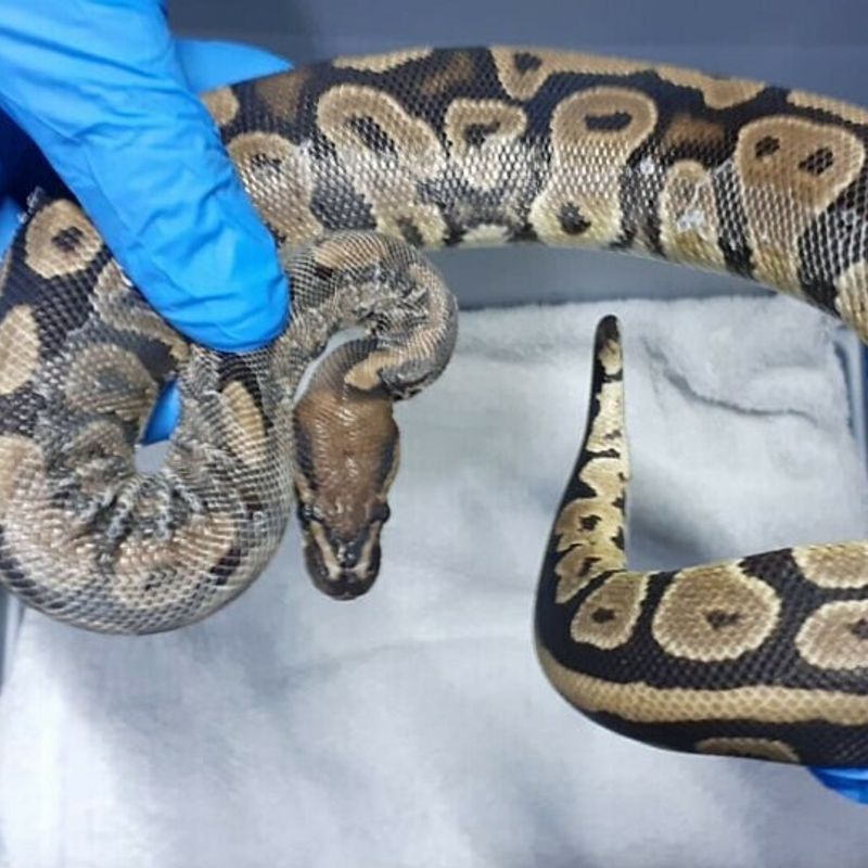 Bijzondere vondst tijdens opruimwoede: koningspython naast koelkast - Omroep Zeeland