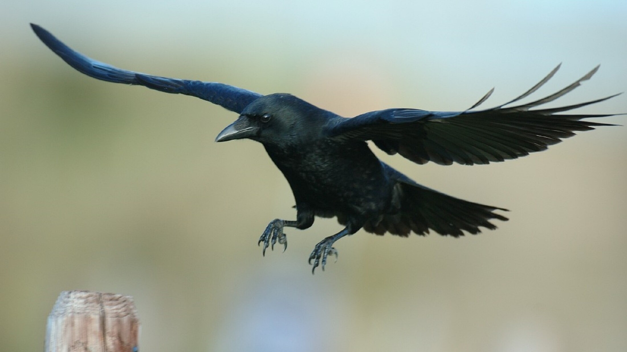 Al die zwarte vogels lijken op elkaar: kraai, raaf, roek of kauw, welke ...