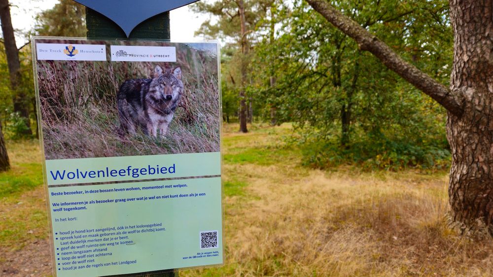 Wolf op de Utrechtse Heuvelrug blijkt vader: 'Hij veroorzaakt nog ...