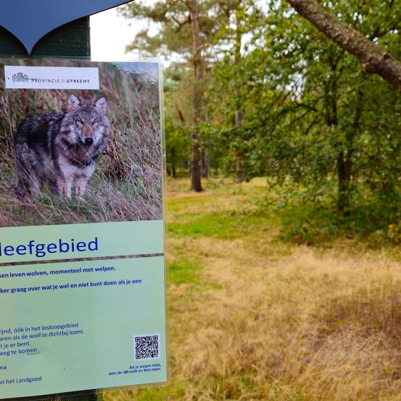 Wolf op de Utrechtse Heuvelrug blijkt vader: 'Hij veroorzaakt nog ...