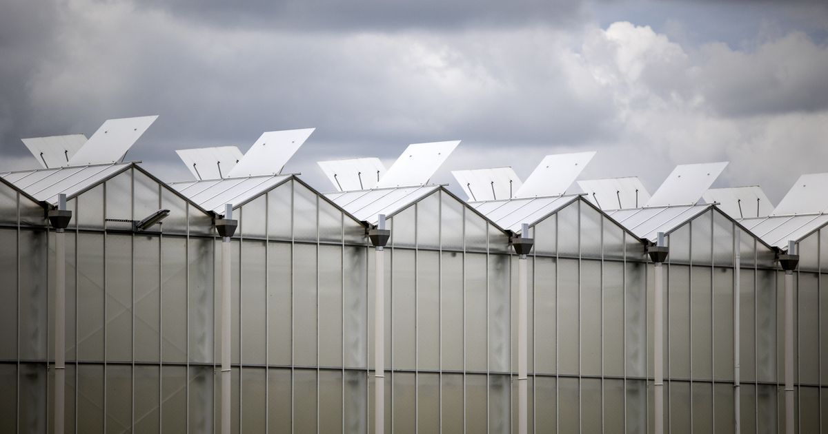 Tuinder laat ruim 200 Oekraïners illegaal werken, wordt betrapt tijdens ...