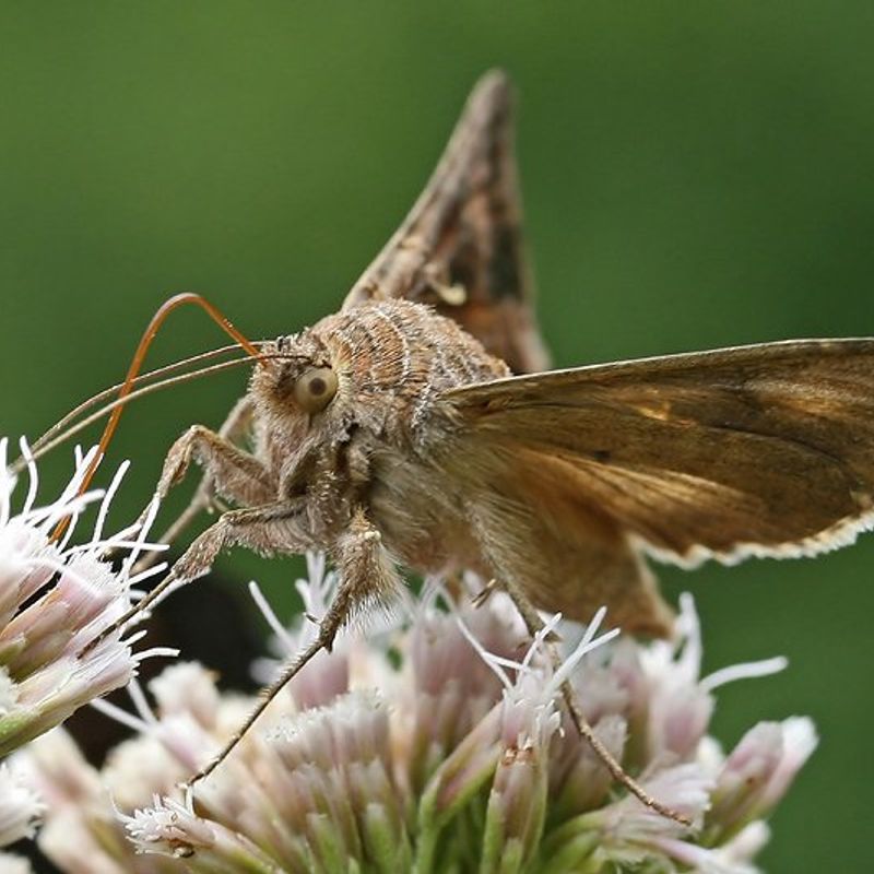 Gamma-uil meest getelde vlinder in Drenthe - RTV Drenthe