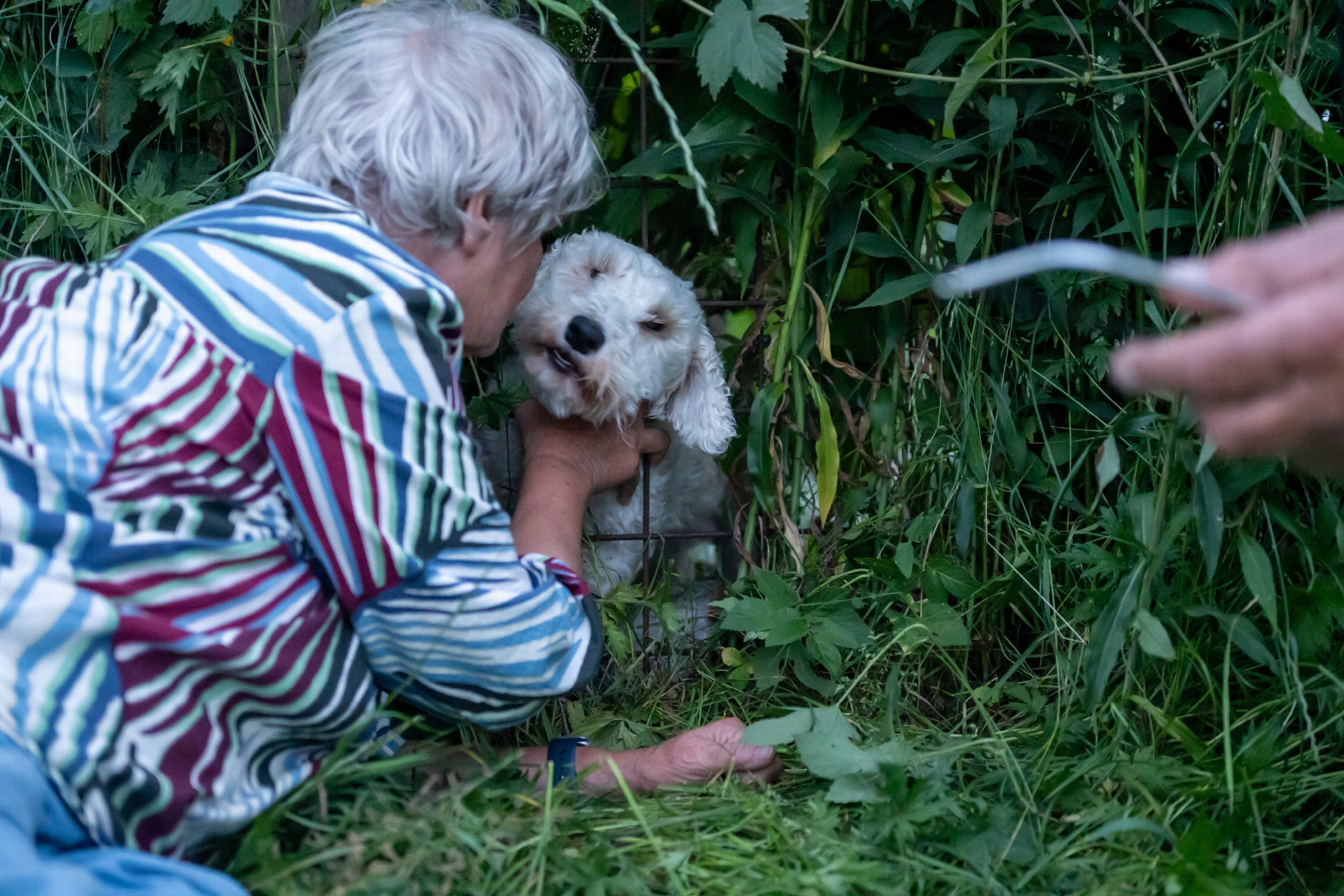 Hond Teuntje met kop vast in hek in Sneek, brandweer bevrijdt het dier ...
