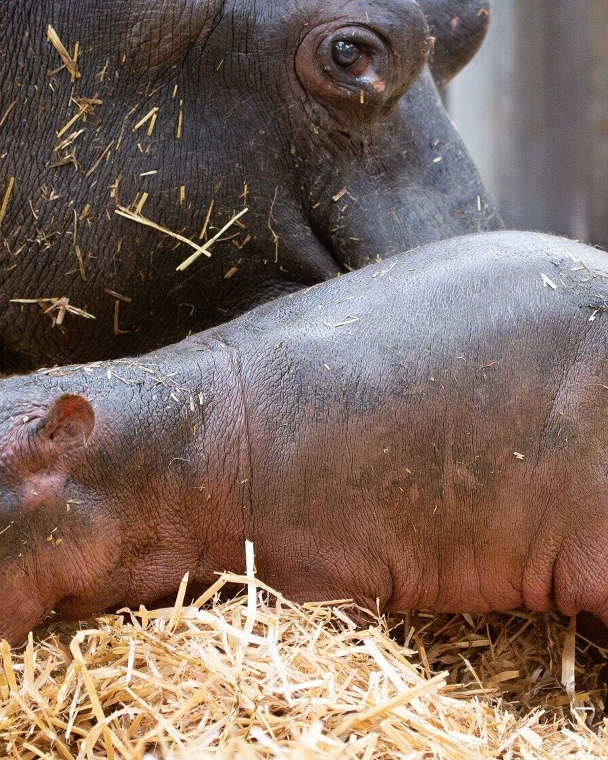 Zware bevalling: nijlpaardje geboren in Wildlands - RTV Drenthe