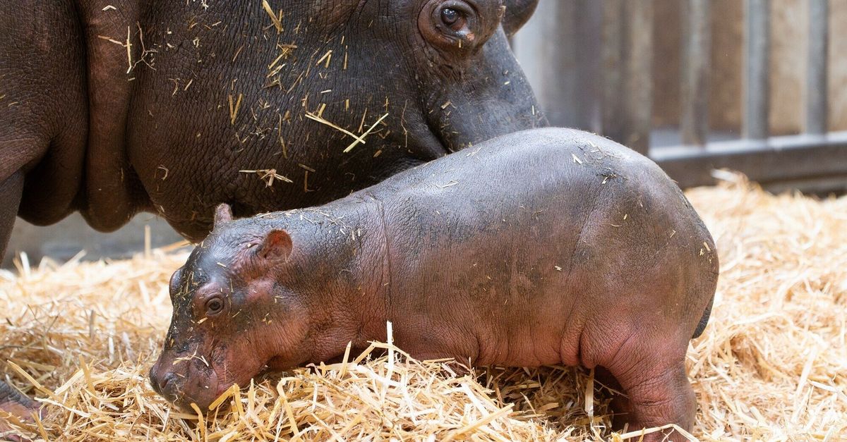 Zware bevalling: nijlpaardje geboren in Wildlands - RTV Drenthe