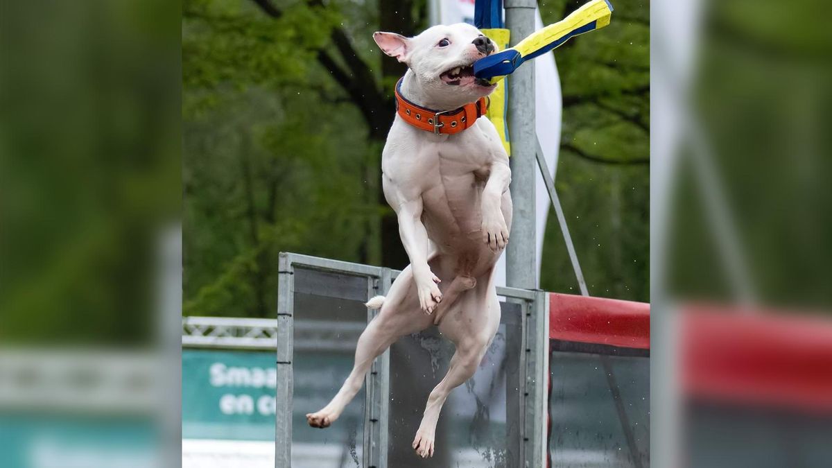 Springen en plonzen: deze honden winnen daar prijs na prijs voor - Rijnmond