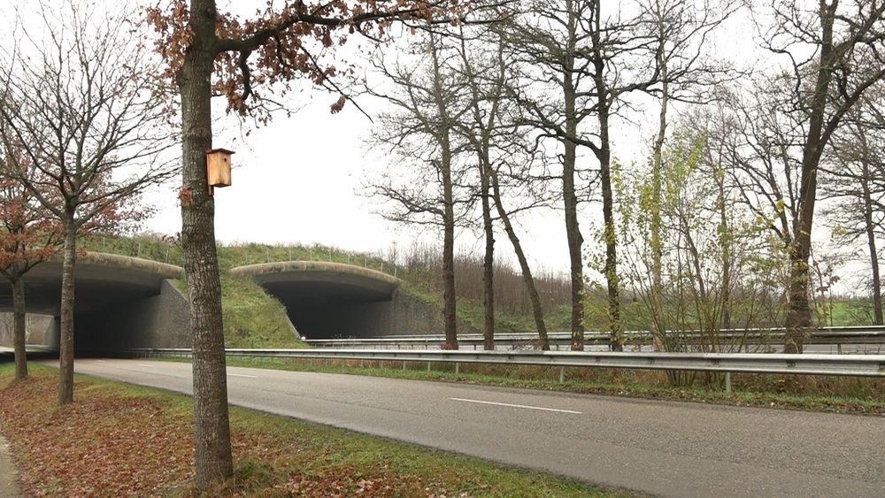 De waarde van een ecoduct - RTV Drenthe