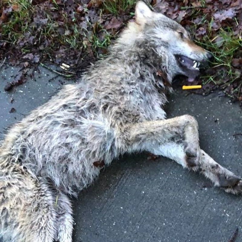 Wolf doodgereden in Hoogersmilde - RTV Drenthe
