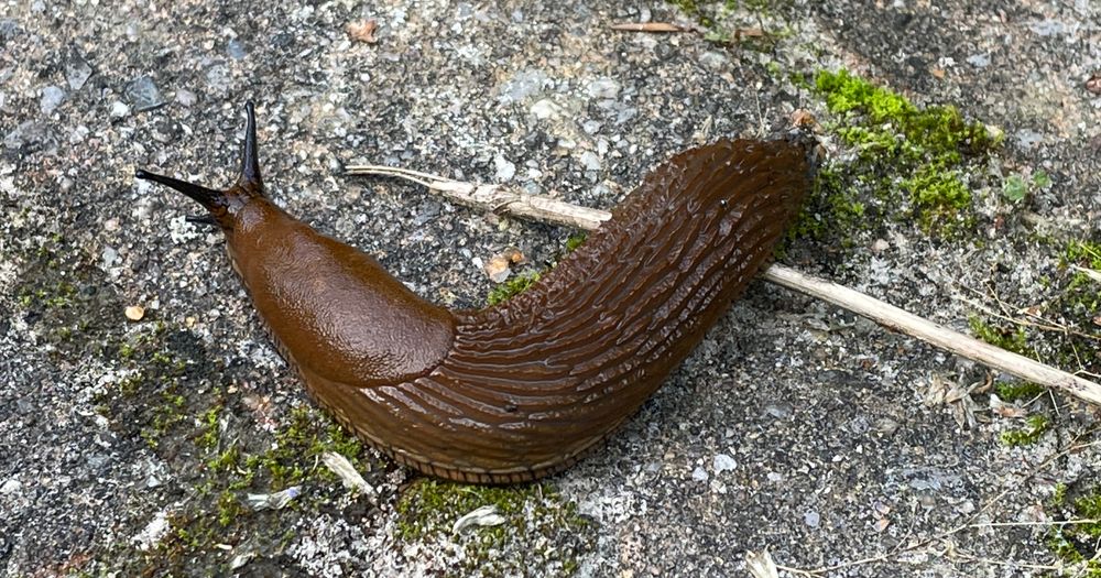 Accepteren of elimineren? 'Ondergewaardeerde' slak volop aanwezig in ...
