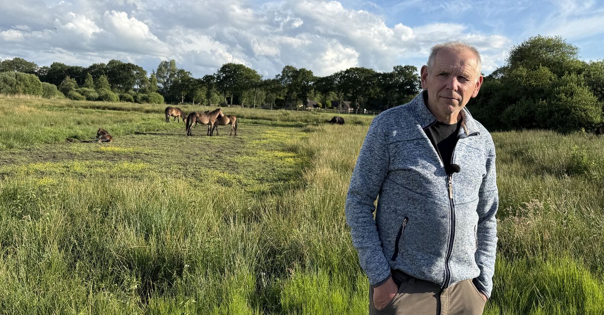 Exmoorpony's Aekingerzand in wolfwerende nachtweide, eigenaar wil af ...