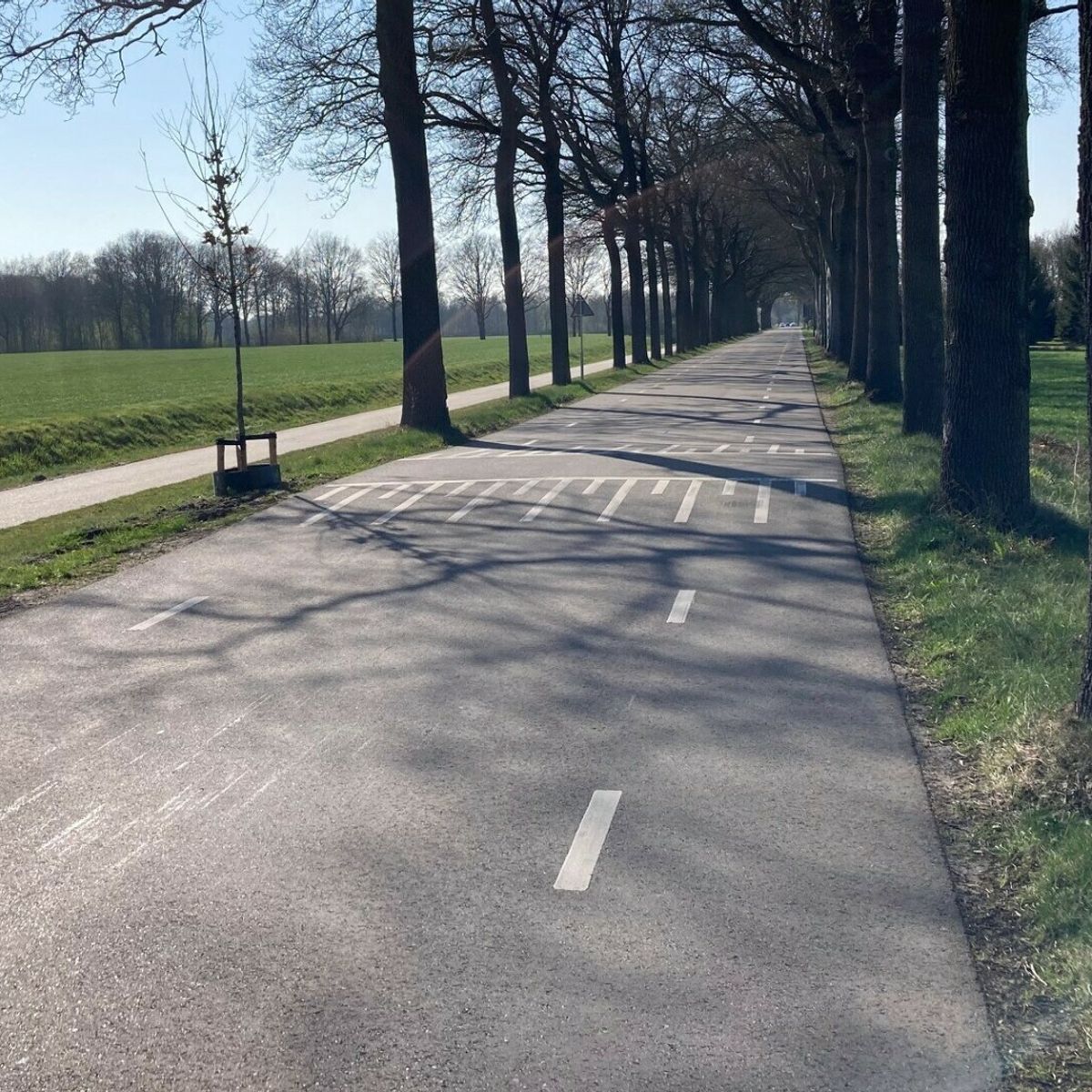 Bomen Coevorderstraatweg niet zomaar tegen de vlakte: 'We moeten ons aan regels houden' - RTV ...