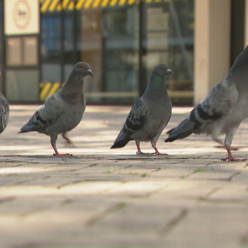 Anticonceptievoer voor stadsduiven: 'Aantal gereduceerd' - L1 Nieuws