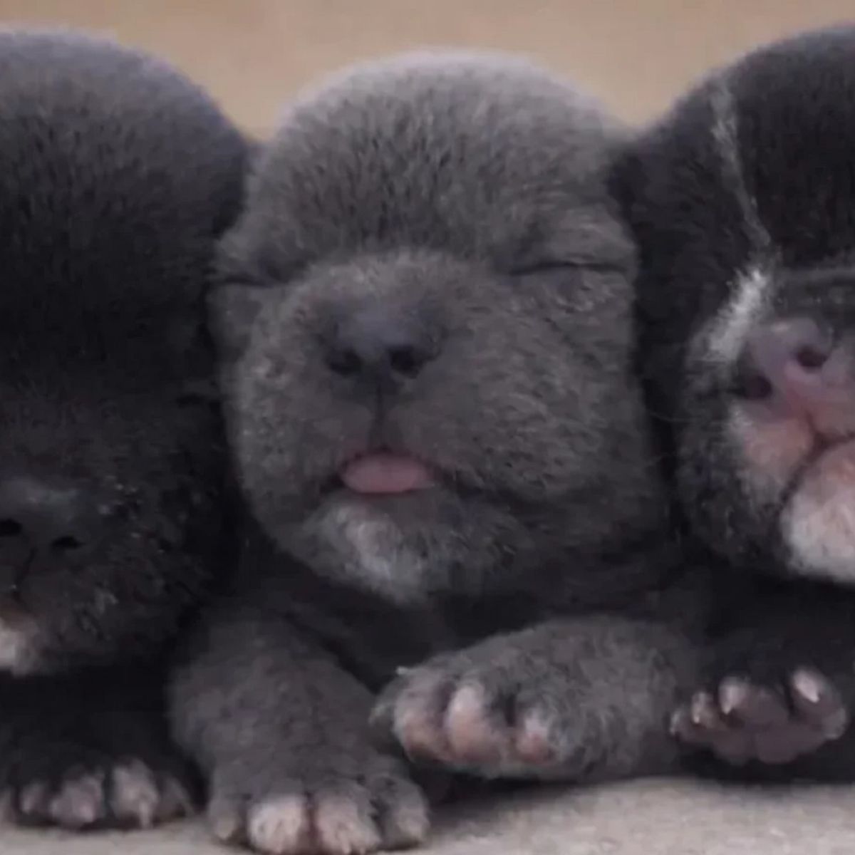 Drie gedumpte puppy's herenigd met hun moeder - Omroep West