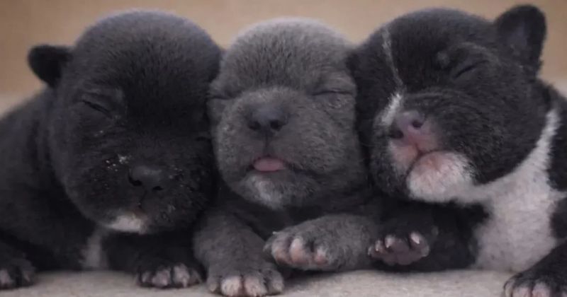 Drie gedumpte puppy's herenigd met hun moeder - Omroep West