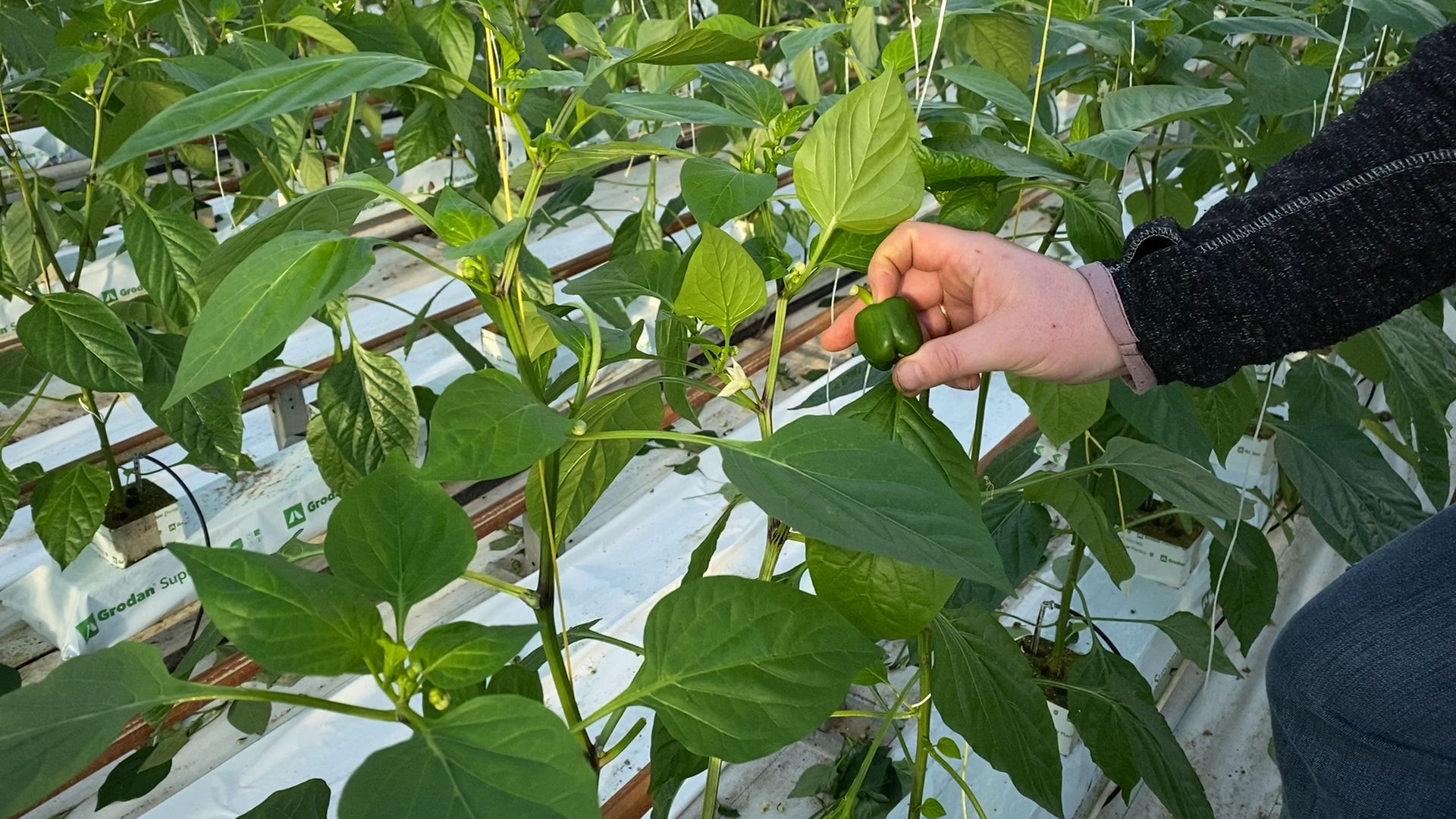 Hoge gasprijs veroorzaakt noodgedwongen aanpassingen voor tuinders in ...