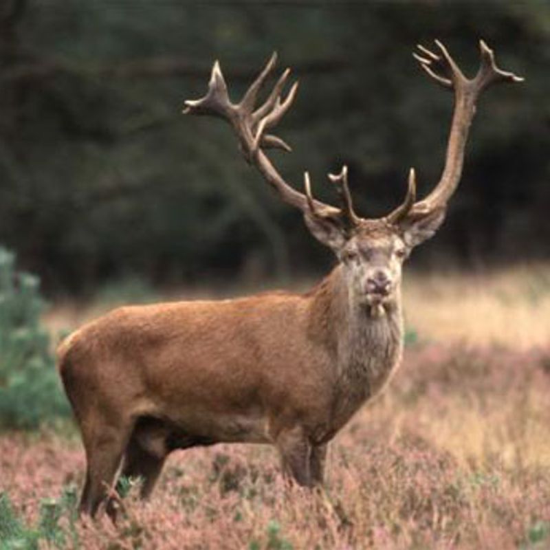"Groot wild in het Drents-Friese Wold? Plaats een hek om het gebied ...