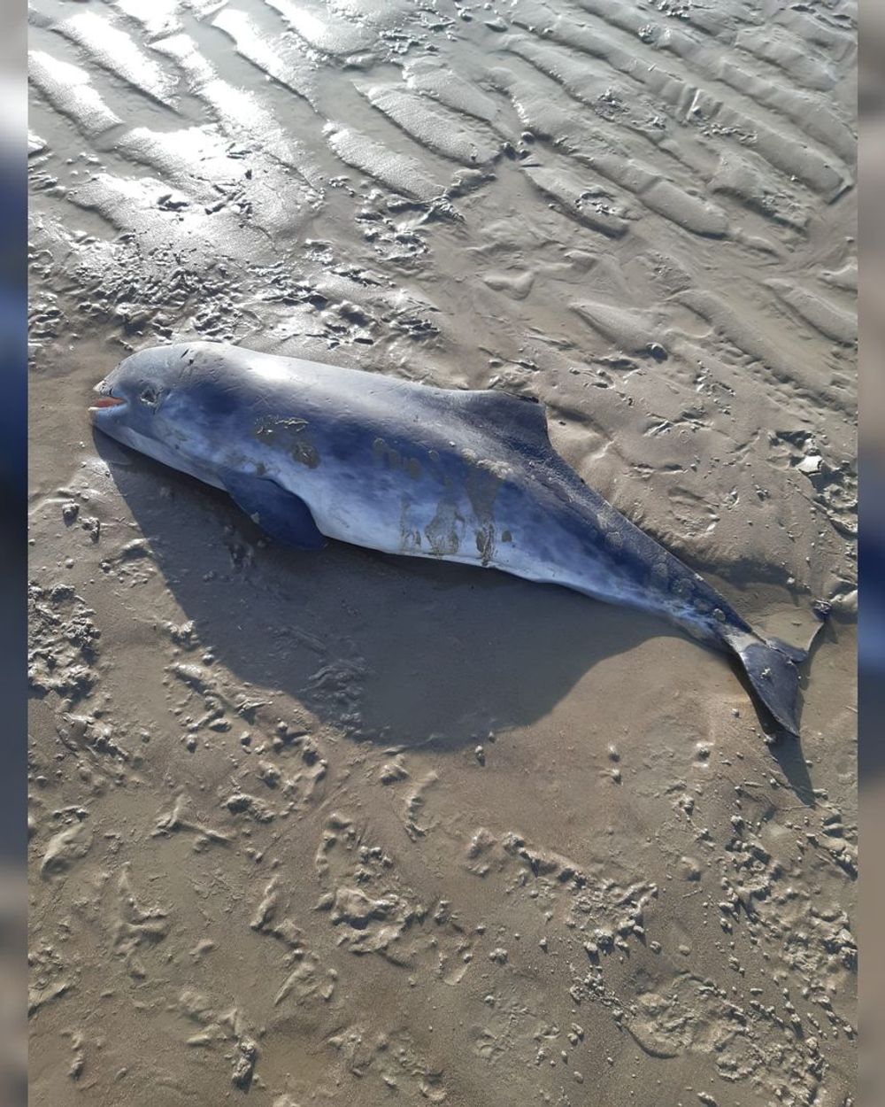 Weer bruinvis aangespoeld, nu bij Cadzand: 'Het is de tijd van het jaar ...
