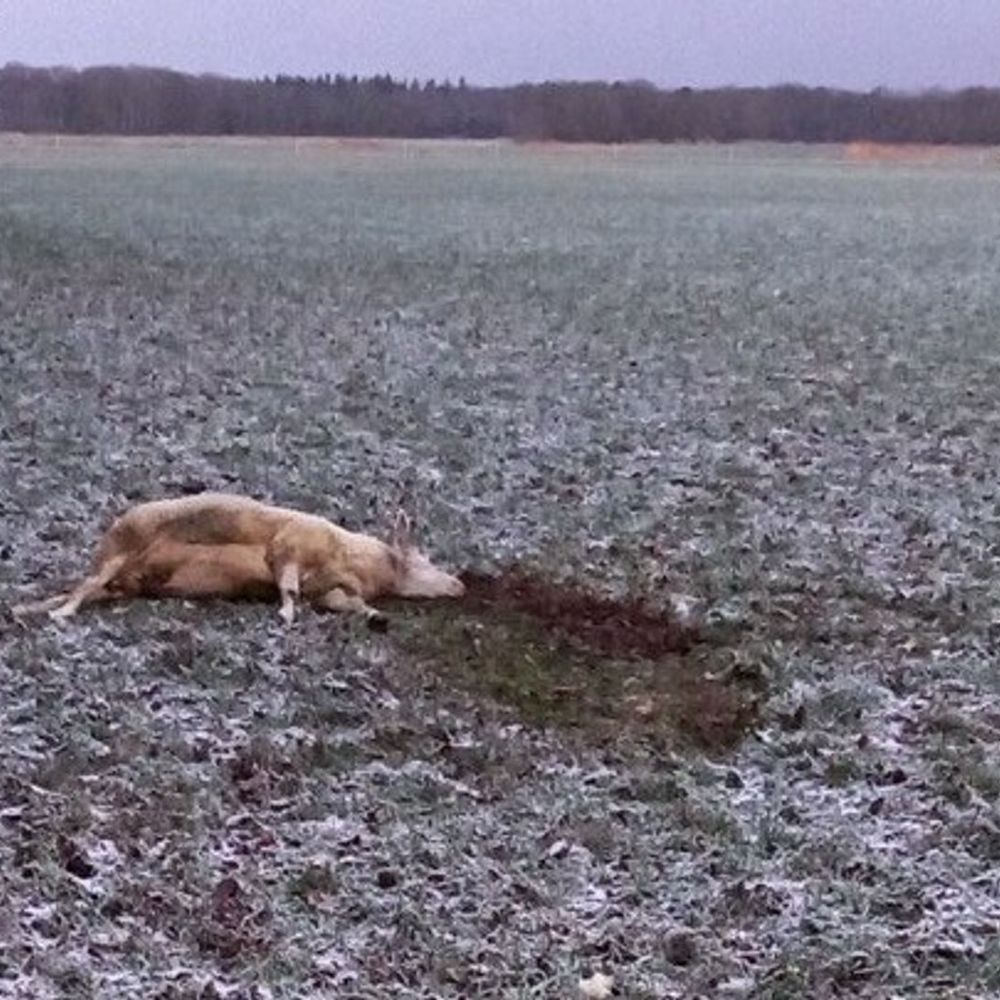 Wolf kruipt door wolfwerend raster in Wapse: 'Hij stapte tussen de ...