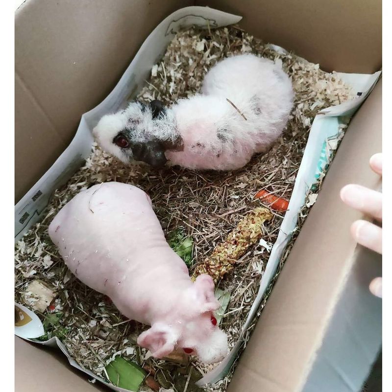 Twee kale cavia's gedumpt in Vleuterweide: 'Iemand hoorde gepiep bij de ...