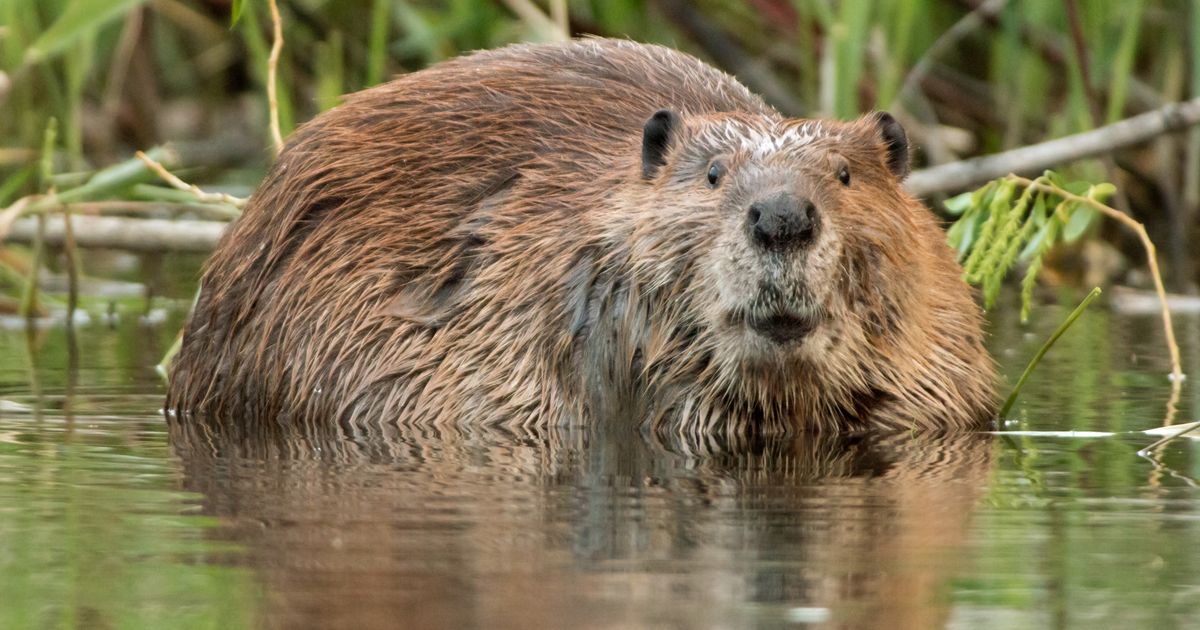 De bever in Limburg: geliefd en gehaat - L1 Nieuws