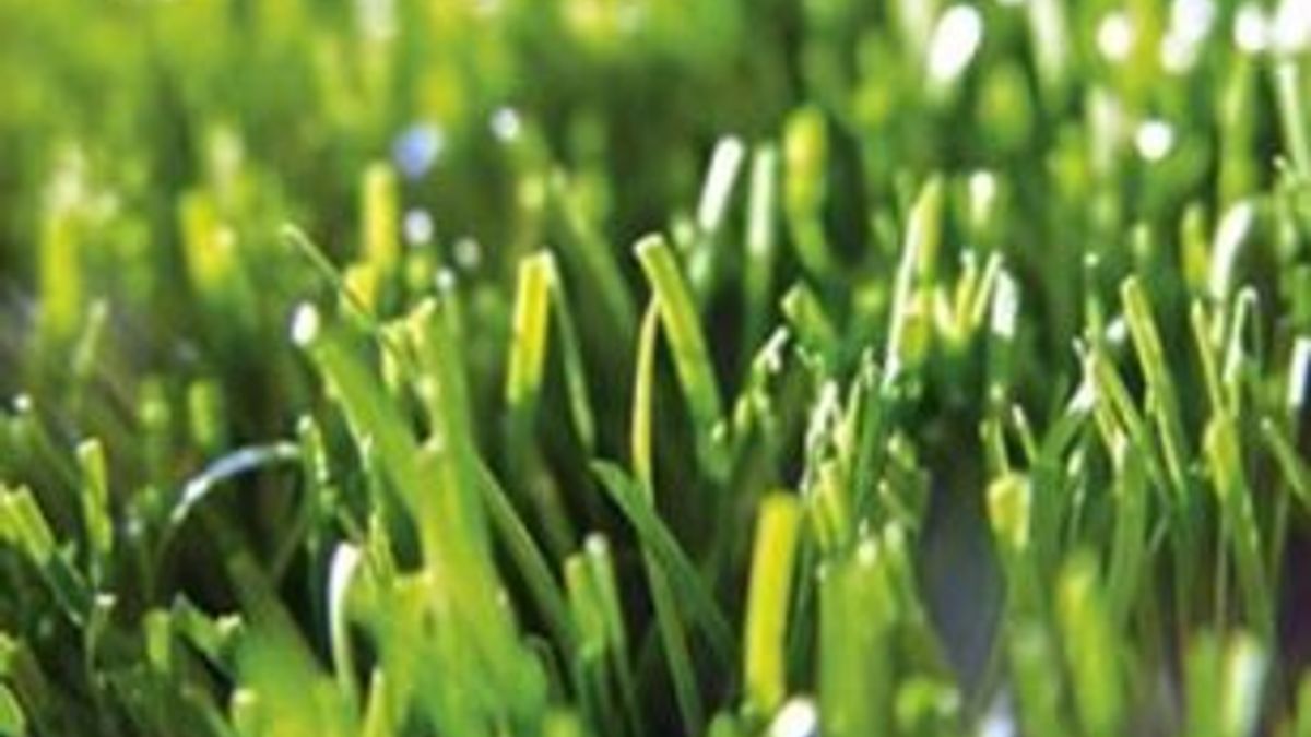 'Uitgestorven' grassoort herleeft - L1