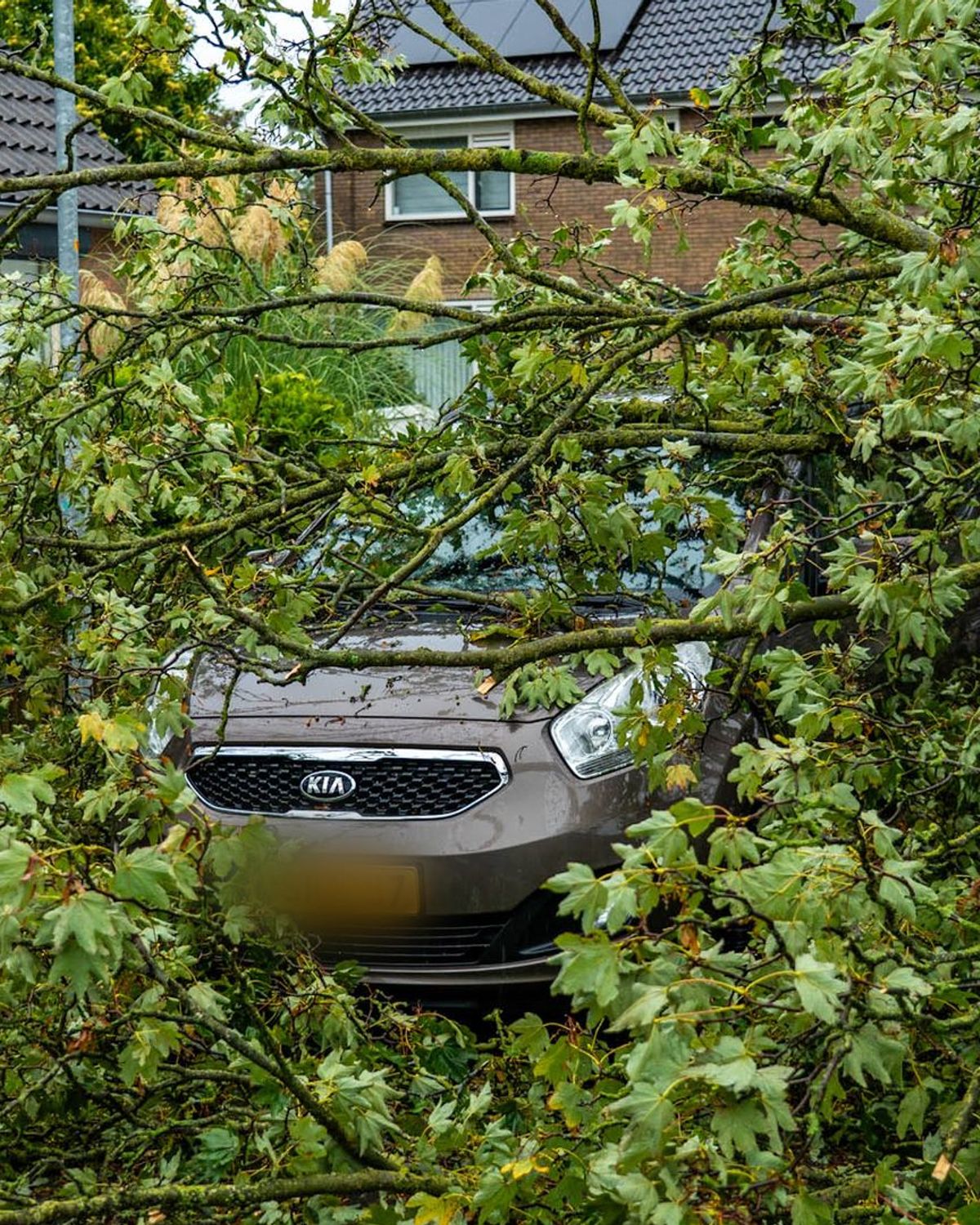 Boom waait op auto in Harderwijk - Omroep Gelderland