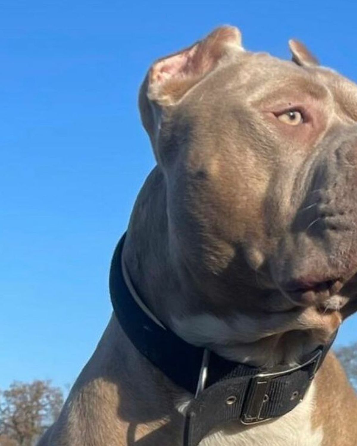 Zaak rond 'gevaarlijke' hond King sleept zich voort: 'Burgemeester ...