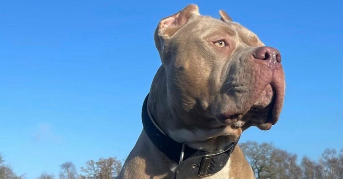 Zaak rond 'gevaarlijke' hond King sleept zich voort: 'Burgemeester ...