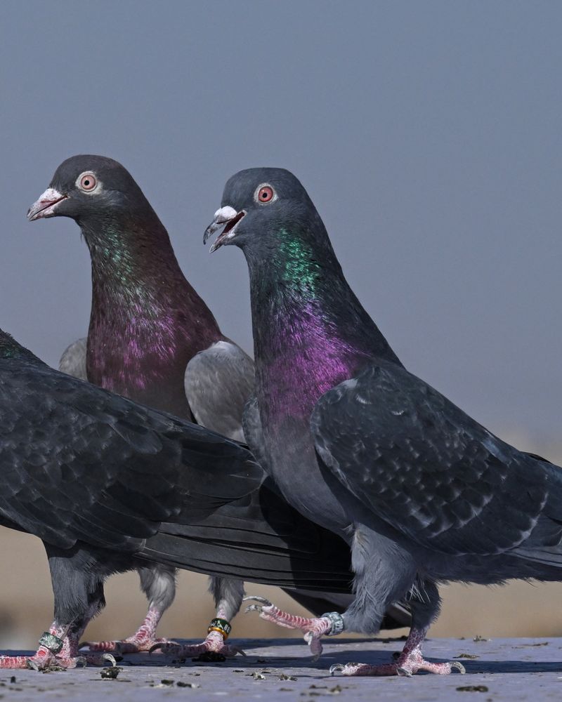 Duivenmelkers klagen, maar voorzitter pluimveesector vindt maatregelen tegen pseudovogelpest ...