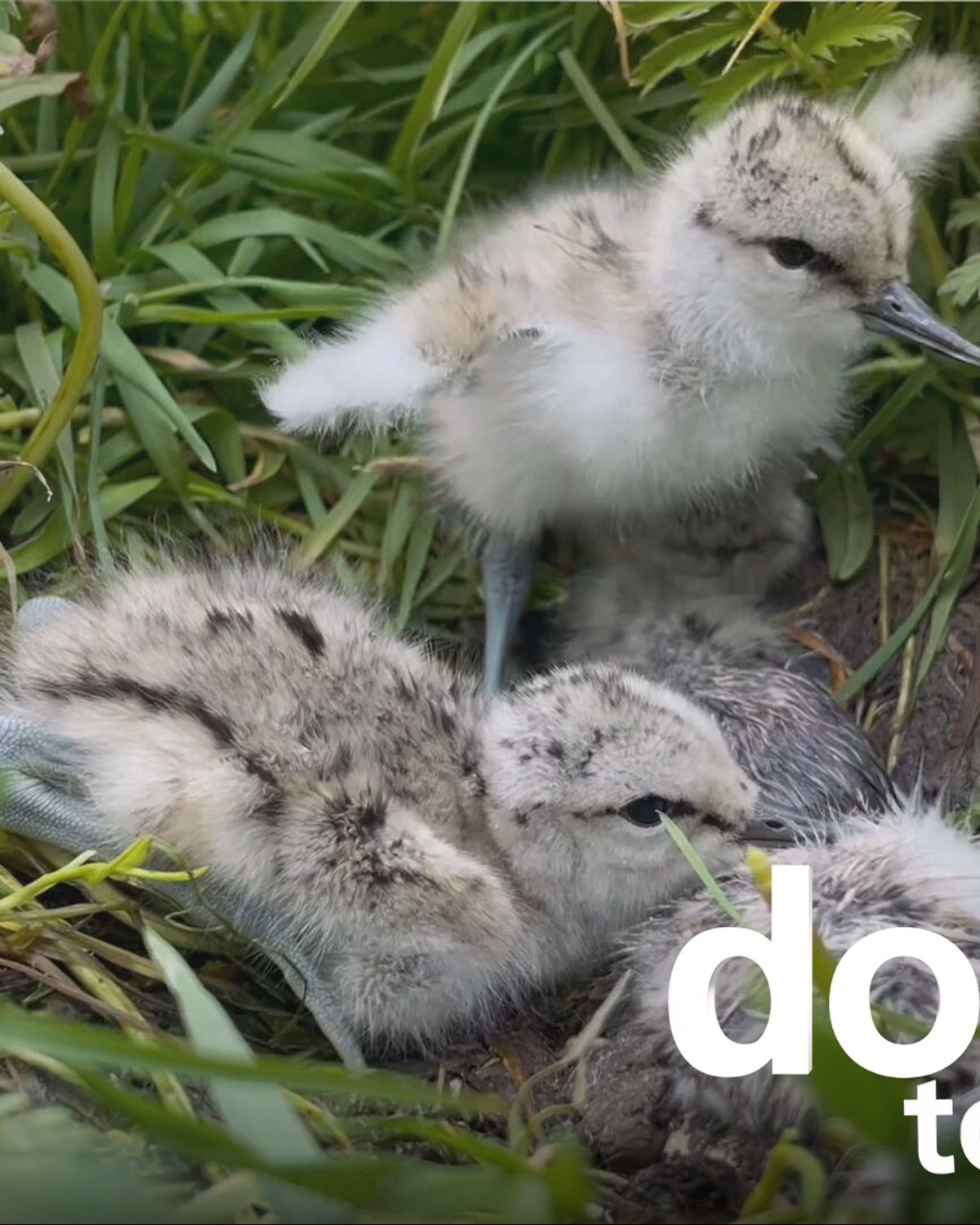 Stride foar fûgels: bist nayf ast foar de natuer opkomst? - Omrop Fryslân