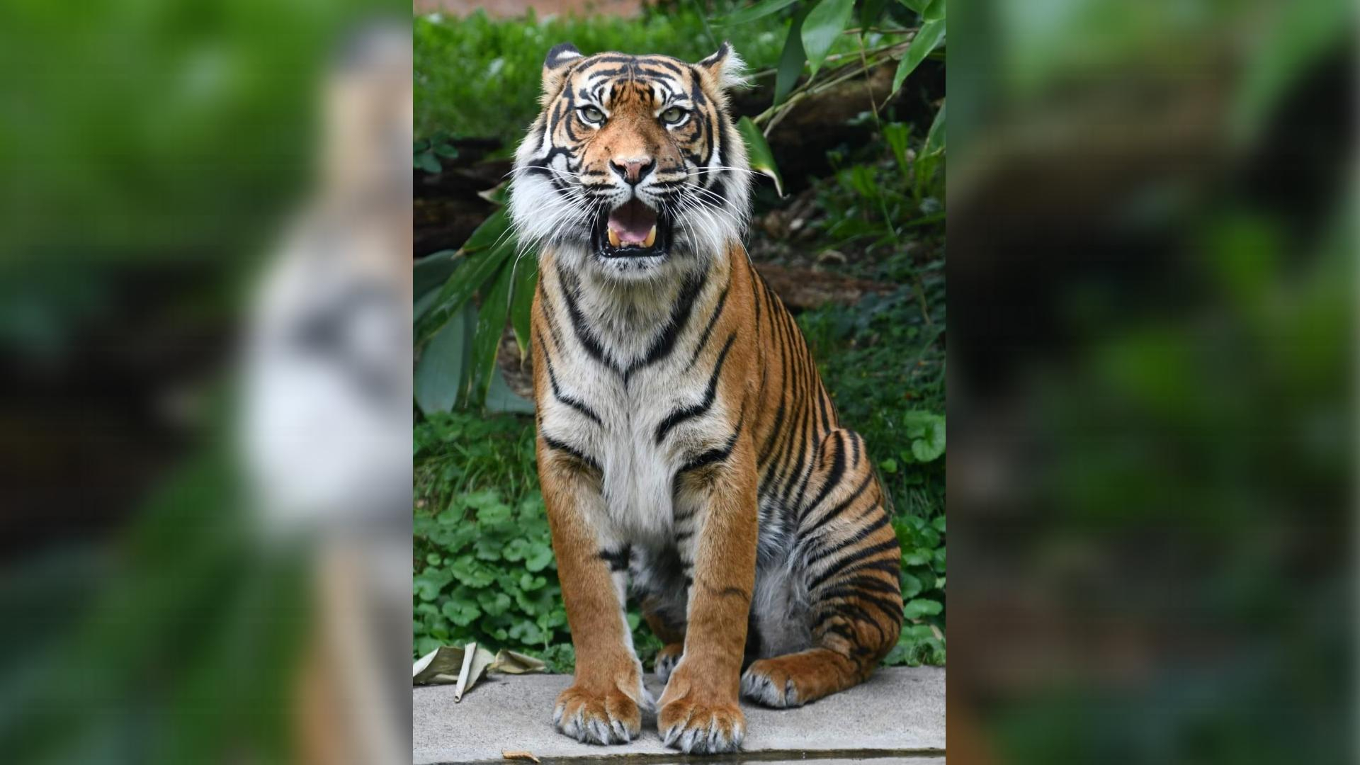 Nieuwe stoeipoes in Blijdorp, tijgerin aangekomen om voor kleintjes te ...