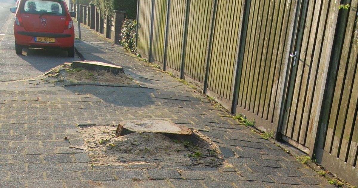 Rob van der Linden maakt zich boos over bomenkap in Heerlen - L1