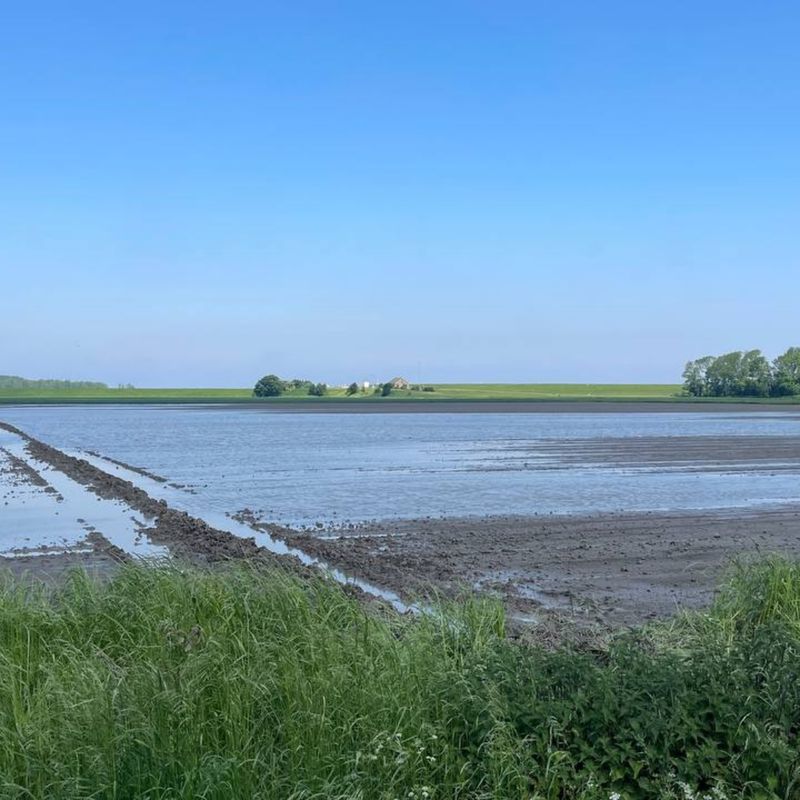 Natte grond bezorgt boeren problemen: 'Kalenderlandbouw werkt niet ...