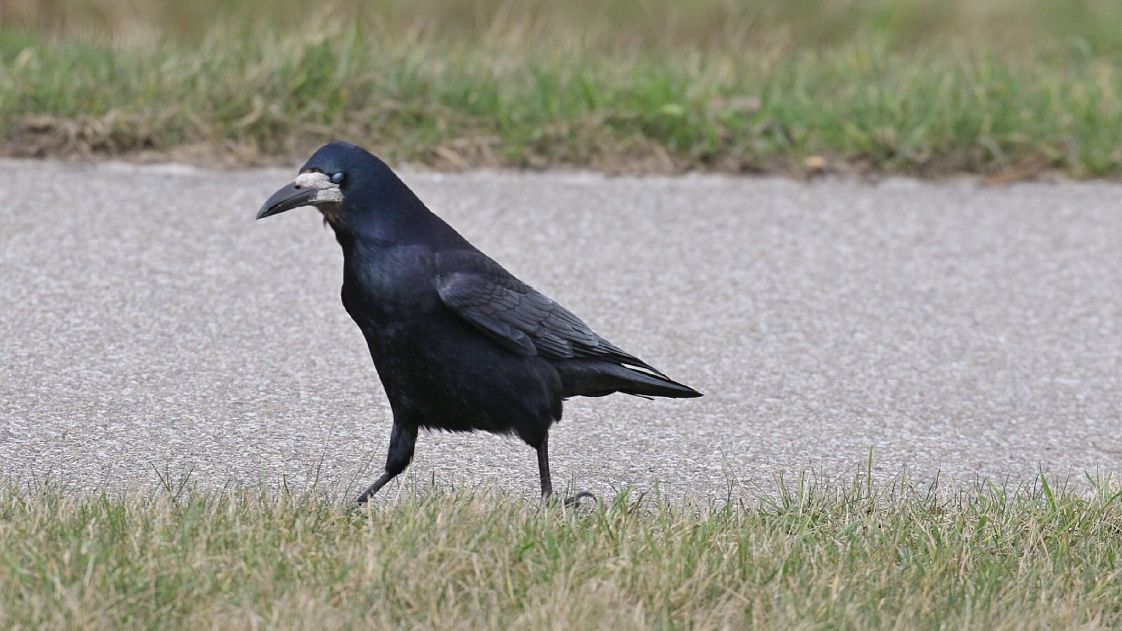 Al die zwarte vogels lijken op elkaar: kraai, raaf, roek of kauw, welke ...