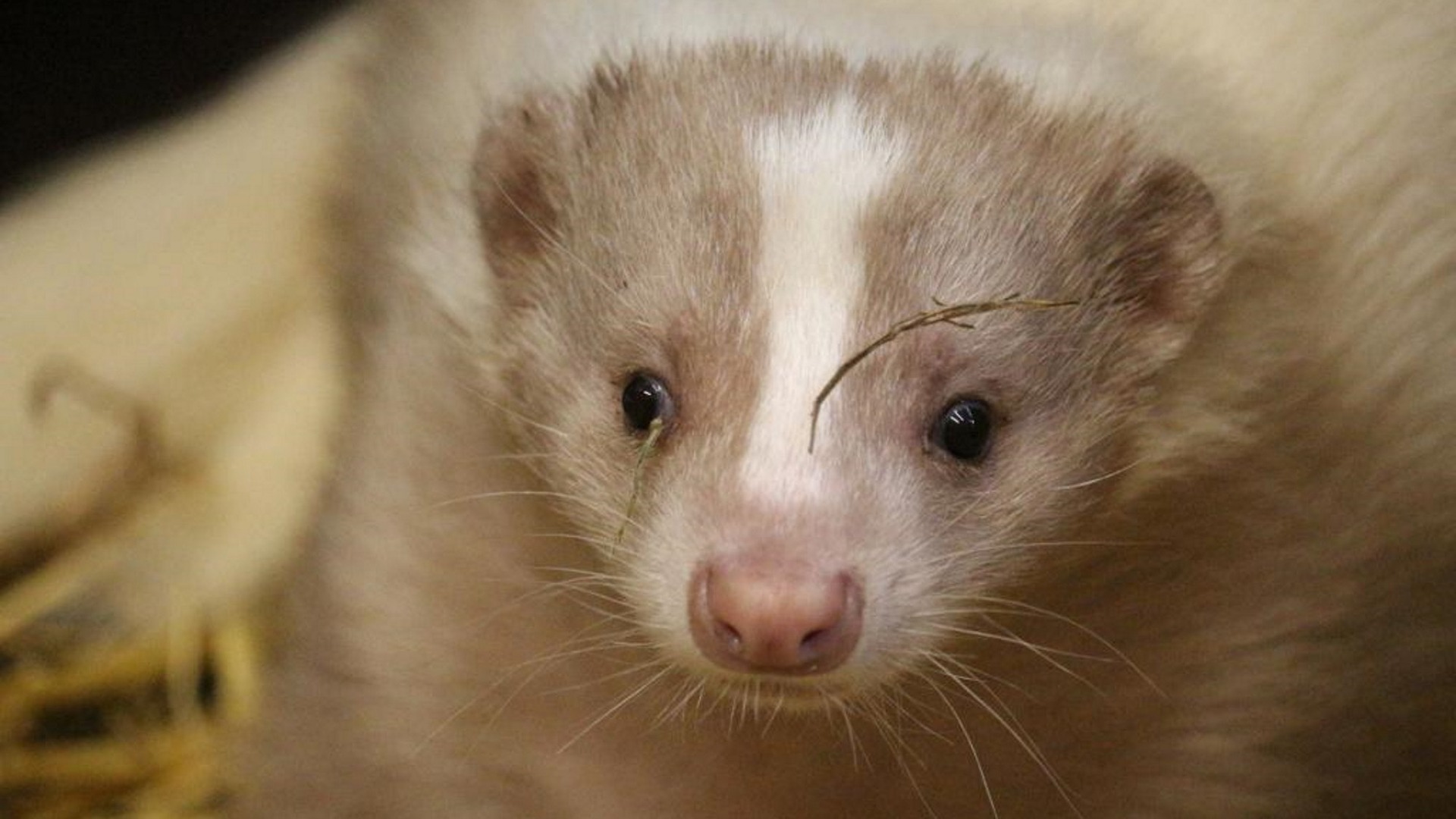 Ontsnapt stinkdier brengt Stiens in rep en roer: "Otto heeft de tijd ...