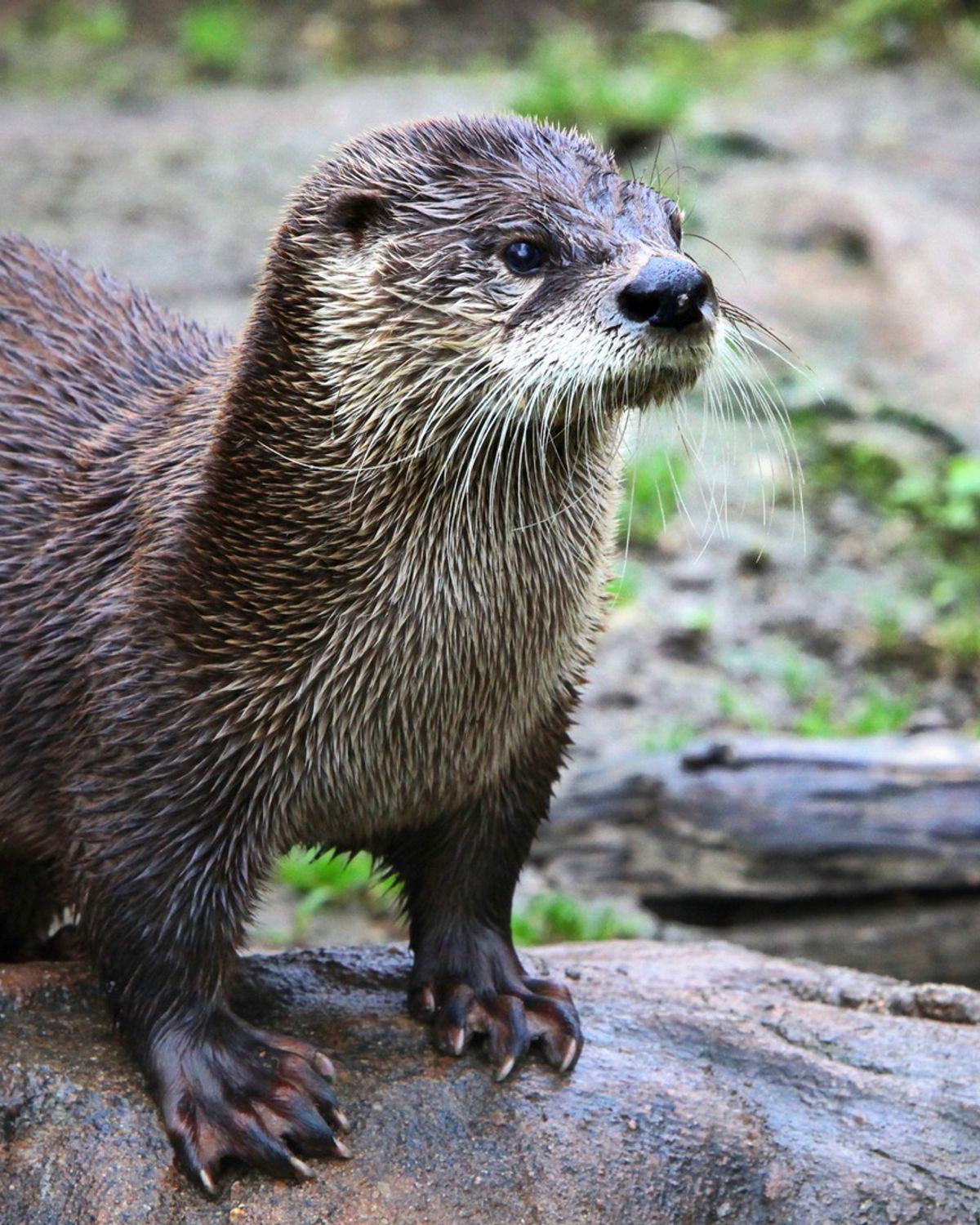 Een film met een wel heel verlegen hoofdpersoon: 'De otter, een legende ...