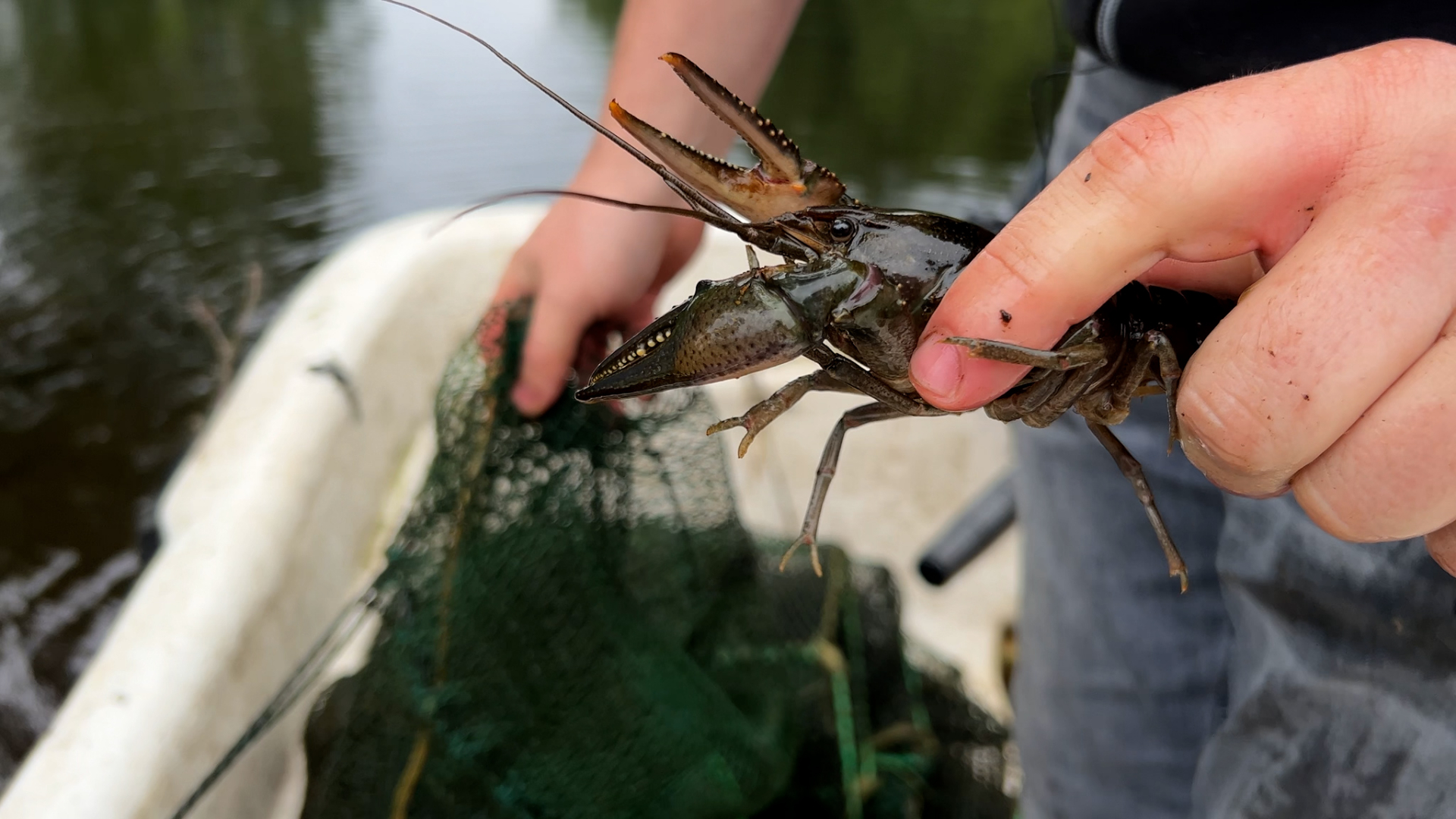 Amerikaanse rivierkreeft vreet hele polder leeg: 'Onder water is het ...