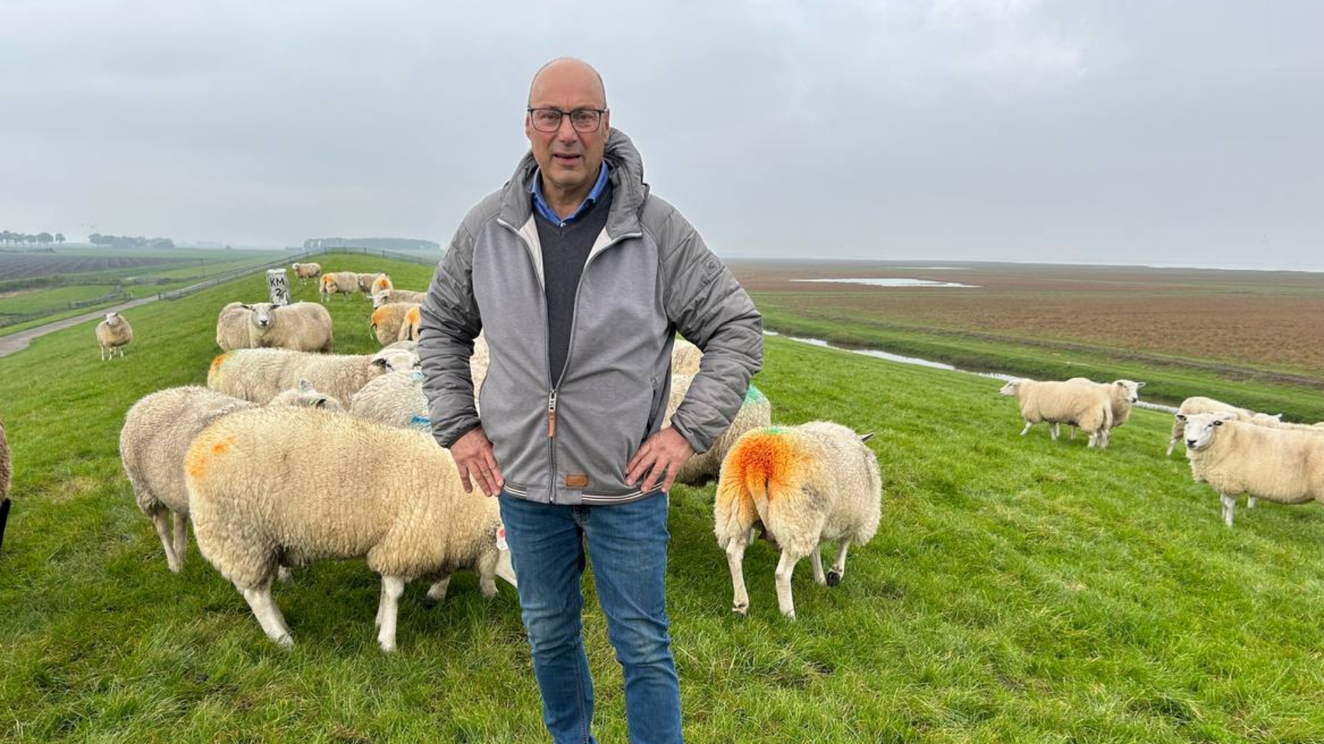 Geen blauwtong op zeedijk, schapen mogen daar langer grazen - RTV Noord