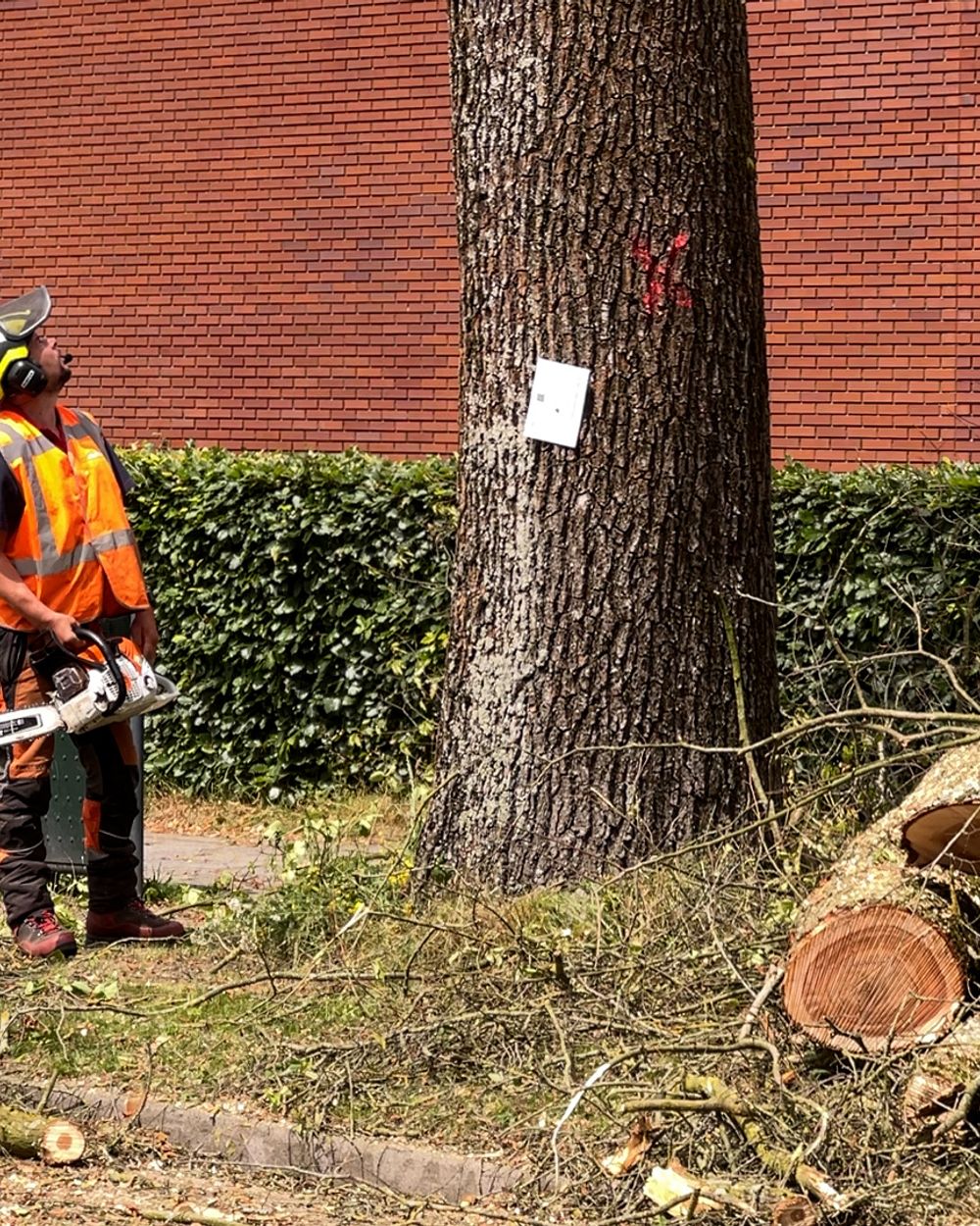 Tientallen Amersfoortse iepen gekapt, 'een besmette boom is niet meer ...