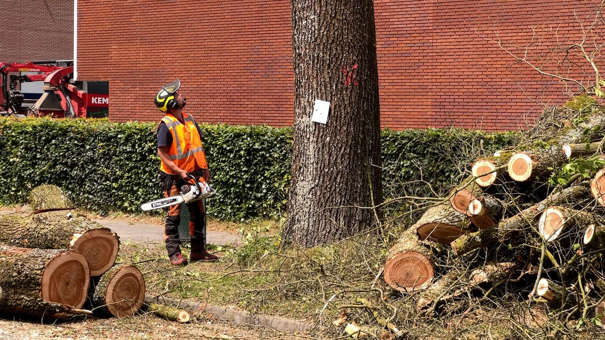Tientallen Amersfoortse iepen gekapt, 'een besmette boom is niet meer ...