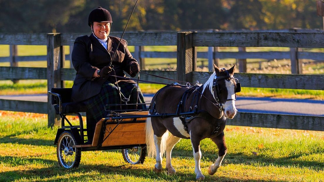 Paard & Koets volgend jaar naar De Peelbergen - L1 Nieuws Paard & Koets volgend jaar naar De Peelbergen - L1 Nieuws