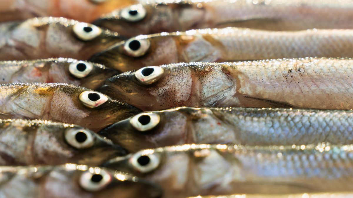 Ministerie pakt bijvangst spiering aan en deelt officiële ...