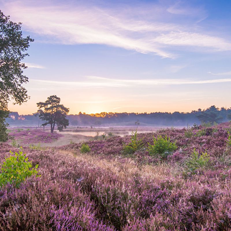 De heide staat in bloei en kleurt prachtig paars - Omroep Gelderland