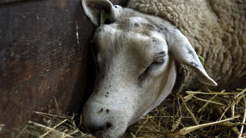 Verdubbeling blauwtongcijfers: meer dan duizend besmettingen - Omroep ...